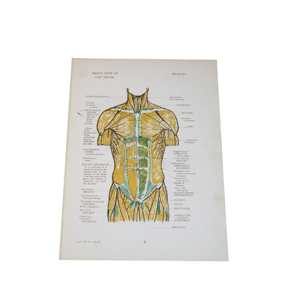 Art | 1946 Anatomical Diagram Art Students Trunk Muscle Bones Front ...